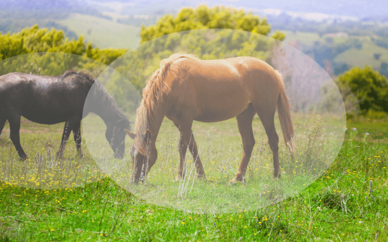 The Horse's Etheric Field - Equestrian Tai Chi